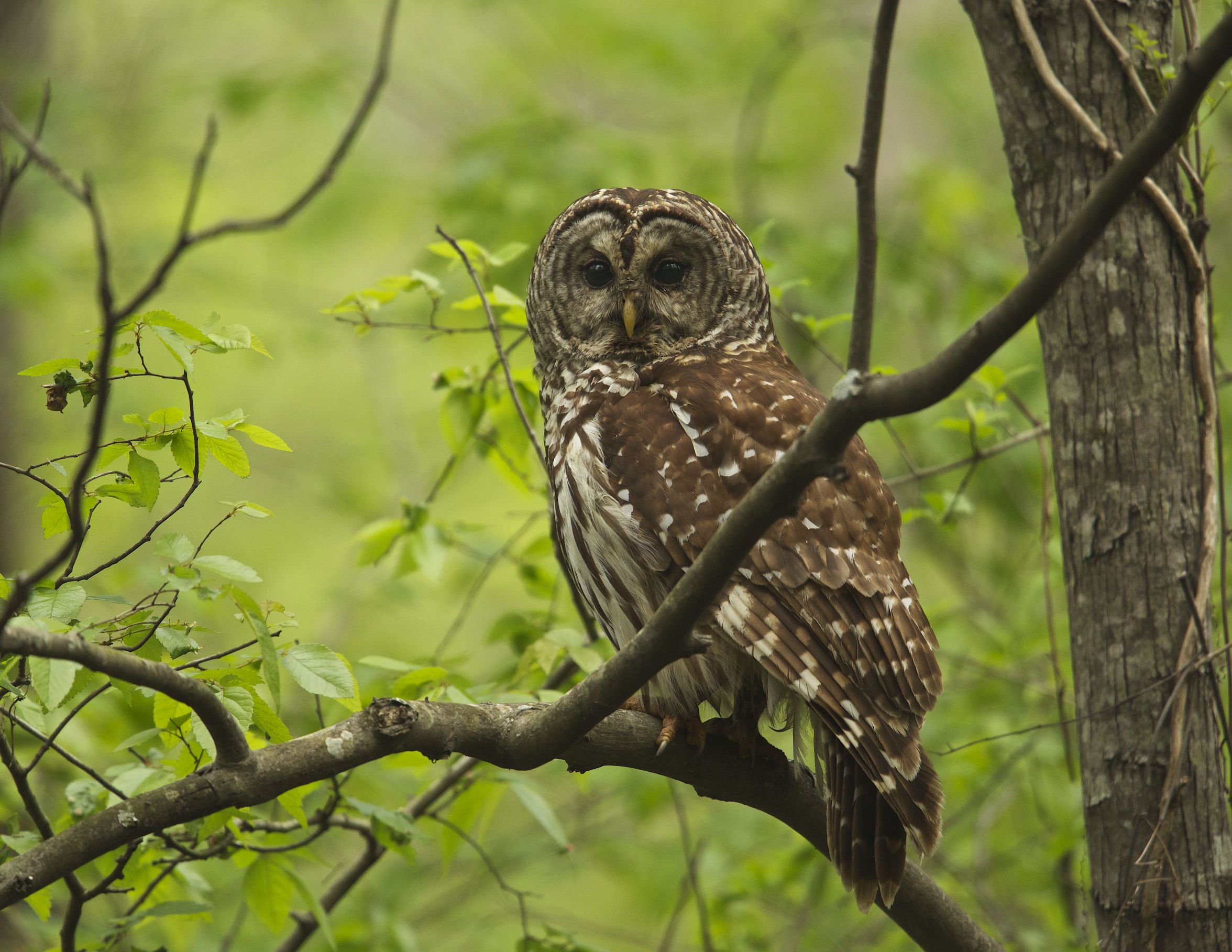Barred Owl | FWS.gov